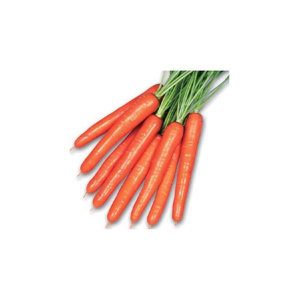 ミニからジャンボまでいろんなサイズで収穫！　大きくなっても割れない、優れた在圃性と収量性！　ヒゲ根が少なく肌がきれい！秀品性もバッチリ！！　晩抽生があり、春まきも可能です。 　