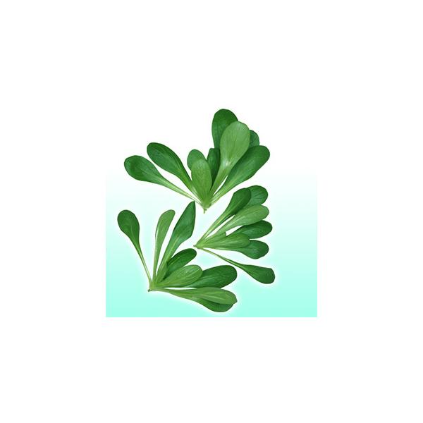 ヨーロッバ原産のオミナエシの仲間。生育早く作りやすく市場では「マーシュ」としておなじみです。葉は長卵形、鮮緑小葉で葉肉厚く、やわらかでくせがなく、サラダや肉料理のつけ合わせ、スープなどに利用します。四季を通じて栽培できますが、耐寒性があるの...