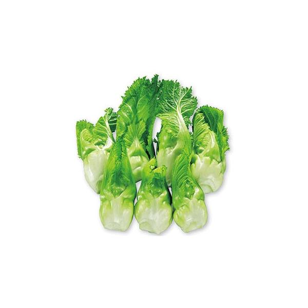 【特徴】・アブラナ科の一種でタカナと同じ仲間。・収穫サイズの目安は1芽あたり長さ4〜10cm程度、1芽あたり20〜60gほど。・収穫時は、株ごと抜き取る。1株から20〜30個程度のわき芽が収穫可能。・早生祝蕾・祝蕾は共に可食部は芽だけではあ...
