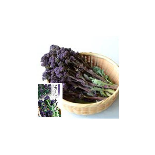 花蕾の紫色と茎の緑色のコントラストが美しい茎ブロッコリです。　F1品種で花蕾のしまり、揃い共に良好で豊産です。　夏まきとし、12月中旬〜4月上旬まで側枝を収穫します。　茎はやわらかく、甘味とコクのある濃厚な味わいです。※(加熱すると緑色にな...