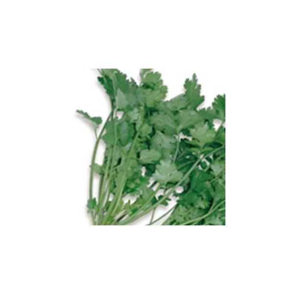 強烈な匂いと風味をもつ南欧原産のセリ科の一年草。　草丈は30〜50cm程度。夏に白〜淡桃色の花をつけ、その後、直径2〜3mmの球形種子ができる。　若い葉を料理のツマやサラダ、スープの浮かし、炒め物などに利用する。　特に中国料理では、肉や魚の...