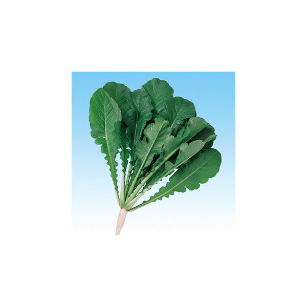 アブラナ科の大根だけは、根こぶ菌に感染はするが発病しない特性を持つ。　この特性を利用して前年秋（春作可）に、おとり大根を栽培することにより、土壌中の根こぶ菌密度を減少させる効果がある。　播種（バラ蒔き）して過繁茂になる前にトラクターですき込...