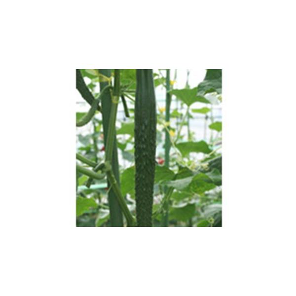 果長28cm前後、いぼが多く鮮緑色で光沢あり。果肉は水分少めで硬く、歯切れ良く、四葉系キュウリに独特な食感を楽しめる。　特に漬物や酢の物は絶品。　病気に強く耐暑性があり、作りやすい。葉の大きさは、やや小さめ。　4-7月の露地栽培に向く。子蔓...
