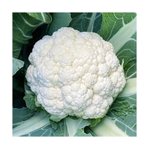 10月〜11月まきに適する中早生種。外葉は耐寒性があり冬季の栽培が容易。草姿立性、葉の伸びがよく花蕾をしっかりと覆う。花蕾は堅く緻密。10月〜11月まきで、4月〜5月に収穫できる。■容量は季節により変更となる場合がございますが、価格に変更は...