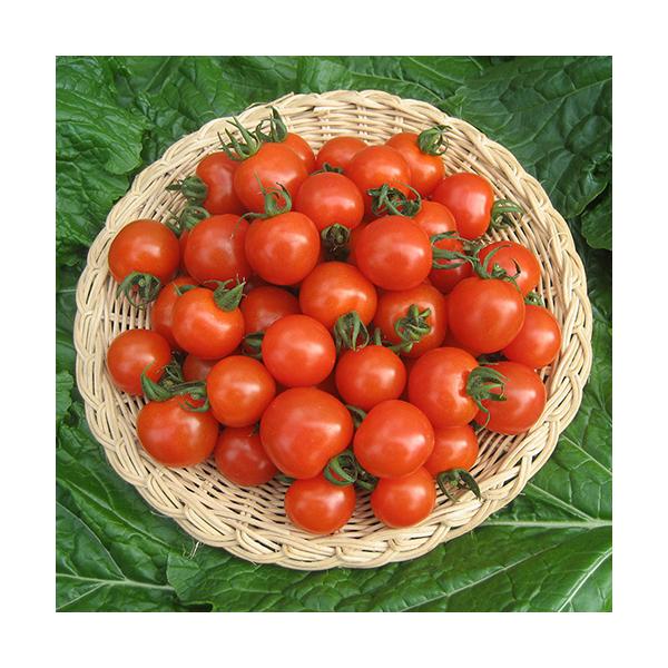 単為結果性であり、着果ホルモン処理・マルハナバチが不要。自然着果することから果数制限が重要。果実は濃赤色で艶光沢があり、球形で15〜20g、糖・酸ともに高く食味良好。極早生で多収。栽培初期から草勢を強めに管理。葉かび病（Cf-9）、ToMV...