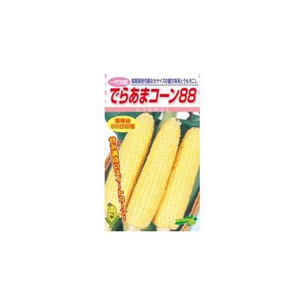 粒皮が柔らかくて、糖度の高い食味重視の極良質モノカラー(黄色)種です。一般地のマルチ直播栽培では約88日で収穫できる。中間地・暖地では、7月下旬から8月中旬まき10月収穫の露地抑制栽培も可能です。雌穂は、包葉付きで420g程度、粒列の並びが...