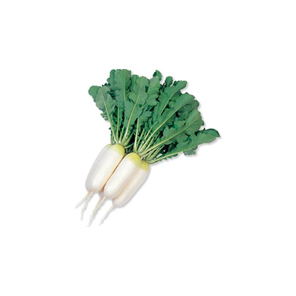 特性・特徴・耐暑性・耐寒性に優れ、晩抽性で播種期幅が広い。・太り・尻づまりが早く、お好みのミニサイズで収穫できる。・生理障害の発生が少なく、肉質はち密でス入りが遅い。■容量は季節により変更となる場合がございますが、価格に変更はございません。...