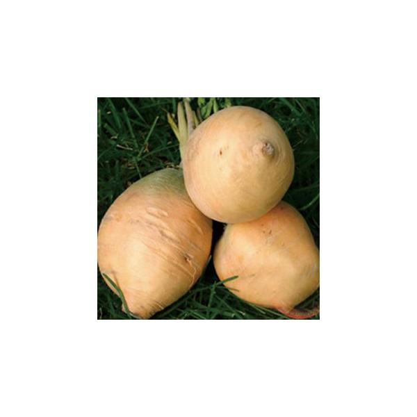 春・秋両まきの黄金色の小カブ。甲高な形で、収穫サイズは5〜8cm。