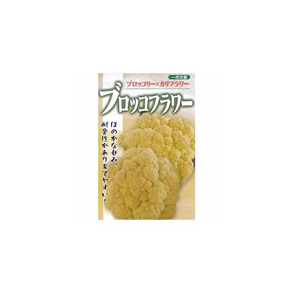 ブロッコリーとカリフラワーの交雑で生まれた新しい野菜。花蕾の色は黄緑色で質感はカリフラワーに似る。　生食にした場合、甘みがあり食味がとても良い、栽培適温22~30℃と耐暑性があり、定植後50日で約500gになる極早生種。