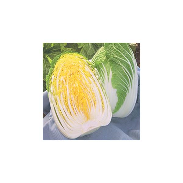 特長　●秋の遅まき・遅植えが可能　生育旺盛で低温結球性にすぐれるので、秋の遅まき・遅植えが可能。長雨や台風後のまき直し・植え直しをねらえる。　　●晩抽性にすぐれる早生種　適期まきでの耐寒性・晩抽性にすぐれ、冬どり品種が寒傷み・芯伸びなどで品...