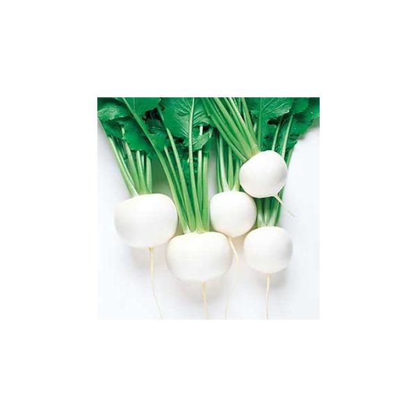 小かぶから中大かぶまで随時どりができる。小かぶとしても形質がすぐれ、本命の中大かぶどりでは、ややへん円の根形で尻づまりがよく、ス入りも遅い。肉質やわらかで甘みがあり、漬物のほか、サラダ用に通用する良質性が最大の特長。病気にも強く、むやみな葉...