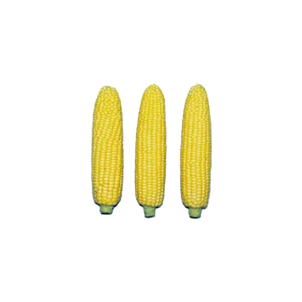 cmです。倒伏に強く栽培が容易です。　皮付き１本重は410g以上の大穂でボリューム満点です。　熟期は86日位の中早生種で、早出しトンネル栽培にも適します。　粒列は16〜18列で甘みが強く、まろやかなおいしさがあります。