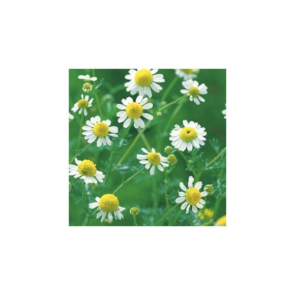 キク科の一年草で、花はリンゴそっくりの甘酸っぱい香りがする。　摘みとった花をハーブティ−や浴用に利用できるが、疲労を回復して神経をリラックスさせ、快い眠りに誘う、肌をひきしめ若々しくする、消化を助け女性特有の諸症状を快癒する、のど風邪に効く...