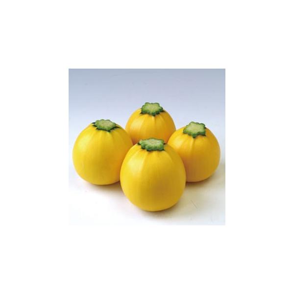 かわいい丸形のズッキーニ。開花後３〜5日後の果実直径7〜８ｃｍで収穫。収穫の遅れは果実への傷や樹への負担になるため適期収穫を心掛ける。・生育初期から草勢が安定し雌花、雄花がバランスよく開花して次々の果実が収穫可能。・ウイルス病（ＺＹＭＶ）に...