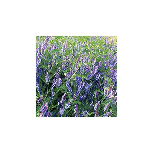 越冬性に優れ、積雪地帯での利用に優れる。　晩生で生育期間が長いため、有機物量が豊富。　アレロパシー効果が高く、雑草抑制効果が期待できる。　用途 ?水田後作など転換作物に。　積雪地帯など従来のベッチでは生育が難しかった地域。　