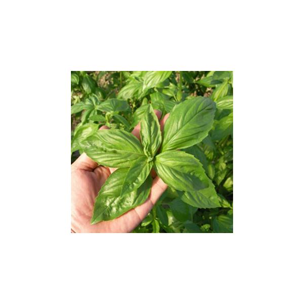 【特性】　・スイートバジルのF1種。　・連作圃場に多い立ち枯れの原因であるフザリウムに強い抵抗性を持つ。　・固定種と比べ非常に生育早く旺盛で収量が多い。