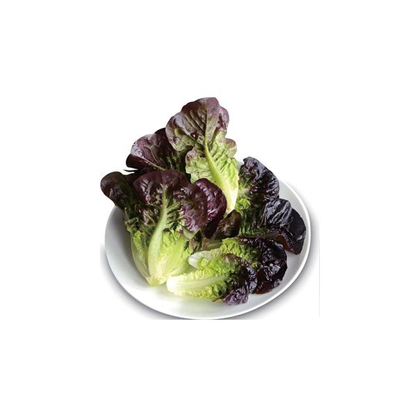 【特長】　●外葉コンパクトで密植栽培のできる半結球レッドミニレタス（球重150〜200ｇ）です。　●葉はテリのある濃赤色で葉肉が厚く、葉先の赤色と中心部の緑色とのコントラストが美しい品種です。　●葉質は歯切れよく甘みに優れ、食味の良さが特徴です。