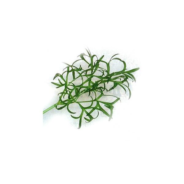 葉の形が特徴的なコリアンダーで、葉が細く展開する。細く小葉のため、食感はふわっと柔らかな口当たり。香りが強く、薬味のように利用し味のアクセントにすることや、生春巻きの具材や、サラダなどに利用するとおいしい。