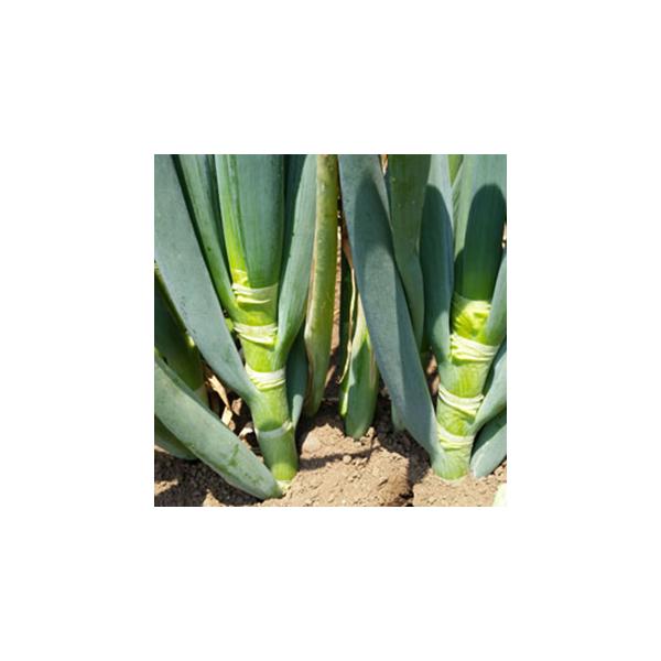 ・黒柄草姿の晩抽系F1品種です。立性で荷姿が美しく、市場性に秀でています。・晩抽性を兼ね備えているため、播種期を変えることで幅広い作型を組めます。・斉一性は良好でM、L等の単価の高い株に良く揃います。・土壌病害や生理障害に強く、歩留まり良い...