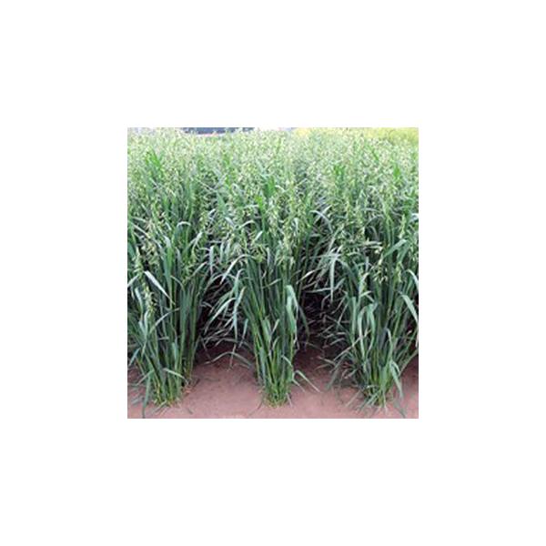 スピード生育で短期輪作休系に適します。　晩夏まきの年内すき込み、および早春まきの初夏すき込みに適します。　　播種量：6〜10kg／10a　播種圭は播種時期、箇場条件によって異なります。