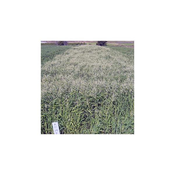 【特長】　●暖地では９月下旬まきでも年内に出穂し、すき込みが可能。　●やや直立型で耐倒伏性に優れ、冠さび病に強い。　●すき込みが早くできるので、主作物の栽培がより早くできる。