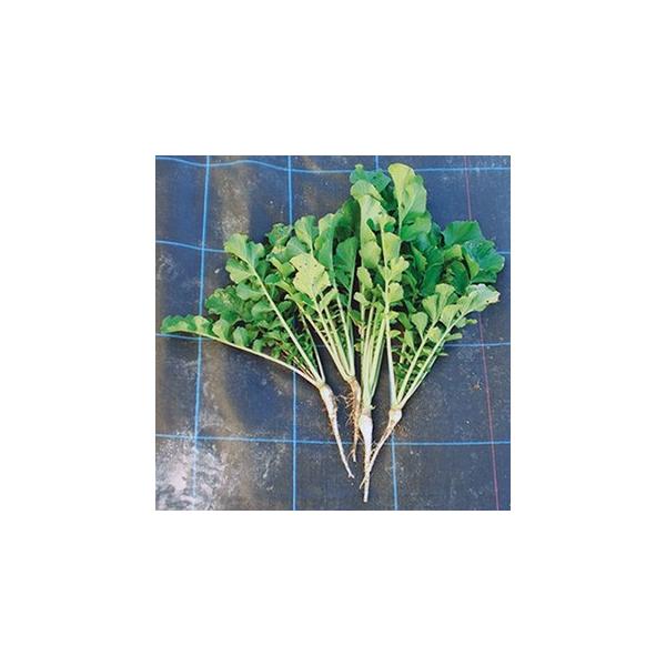 土壌中で休眠している根こぶ病菌の休眠胞子を覚まさせ、当品種の根毛に感染させるが、皮層に感染できずに菌密度減少効果が期待できる。　根が肥大しないタイプのダイコンで、すき込み後の雑菌繁殖が軽減できる。　