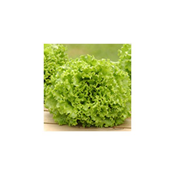 ●フランスで育成されたバタビアレタスの新品種。　●パリッとした歯ごたえと、歯切れの良さが特徴です。●苦味が少なく、レタス本来の甘みが感じられます。子供にも食べやすいと評判です。●一般のリーフレタスに比べ、葉の枚数が4割多く（当社比）、葉の大...