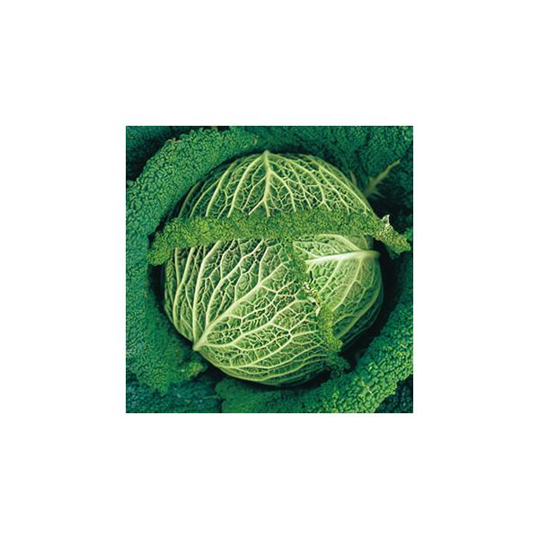 身近なキャベツ。　日本では簡単に手に入りにくい高級野菜。　しっかりとした繊維の為、荷崩れしにくく、煮込むほど甘みが出て味に深みが増します。