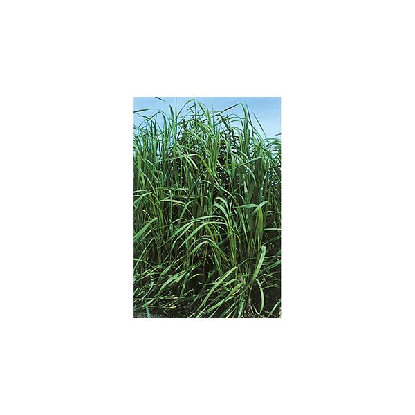 草丈高く分げつ多い、寒冷地用。　