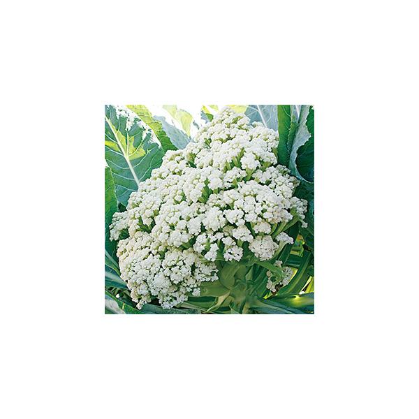 ●通常のカリフラワーと異なり、硬く締まらない頂花蕾を房ごとにカットしてスティック状に利用するユニークなカリフラワー●定植後65〜75日で収穫可能●やや加熱の状態で花梗（茎部）を伸ばして収穫●花蕾形状は扁平となり調整作業が容易●花梗部は通常の...