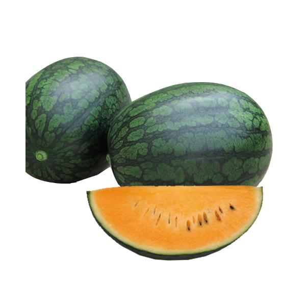 草勢やや大人しく、極濃緑で切れ込み深い細身の葉。特に低温時の花粉発生が極めて良好で着果性良好。果重3〜4kgの中玉で短楕円形。果皮は極濃緑色で不明瞭な太めの縞が入る。果皮は厚め。果肉は硬くシャリ感があり、濃いオレンジ色。糖度は12〜12.5...