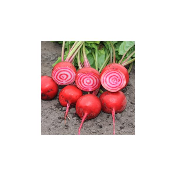 赤と白のうずまき柄が特徴的で、チオギアの中では肥大性に優れるタイプ。サラダにピッタリ。