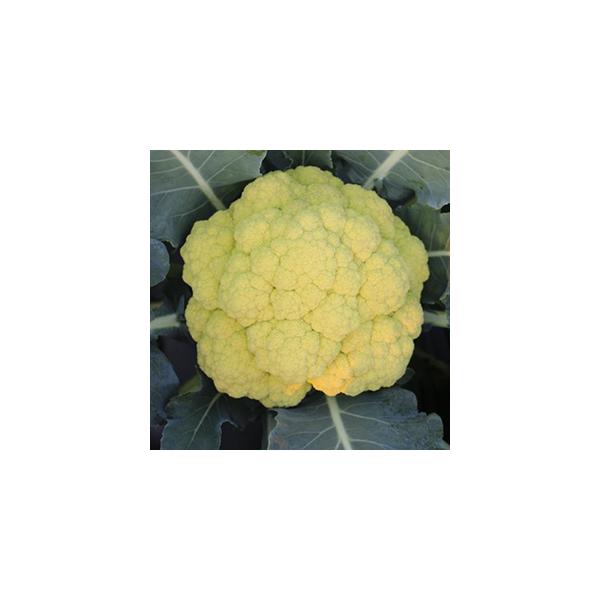 特性　　・定植後55日程度で500〜600gの大きな花蕾が収穫できる極早生品種。　　頂花蕾収穫後も、良質な側枝花蕾が10本程度収穫できる。　・茹でると花蕾から茎まで鮮やかなレモン色になり、甘くて大変美味しい。　・耐暑性が特に強く、平坦地の6...