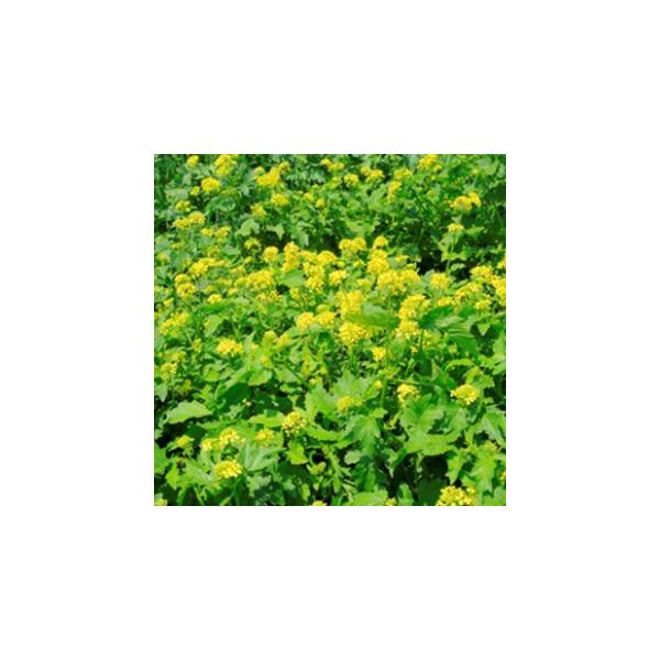 初期生育が良好で、寒冷地の短期輪作に適します。　生育旺盛で、草丈80〜100cmになり有機物も多いです。　シロカラシに含まれる揮発性抗菌物質は土壌病菌低下に効果があります。　※前後作がアブラナ科作物の場合は避けてください。　