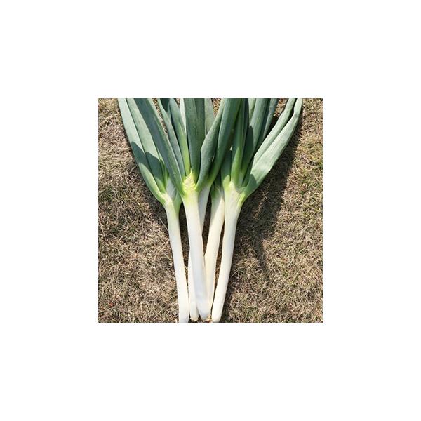 鍋で美味しいネギとして定評のある「なべちゃん葱R」を全面改良。夏越し性、肥大性、締まり、在圃性、耐寒性を向上しパワーアップさせた品種です。夏の暑さに強くなり、夏越し率が高くなっています。夏の酷暑による生育停滞からの復活が早いので「なべちゃん...