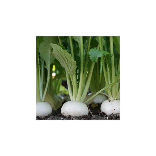 カブは古代ローマ時代から食べられていた野菜で貧しい人たちの食べ物とされていました。　そのため日本で一般的な形状のカブはイタリアではほとんど発達せず、葉と蕾を食べるチーマ・ディ・ラーパが定着しています。　　本種は、日本で育種したカブですが、緻...