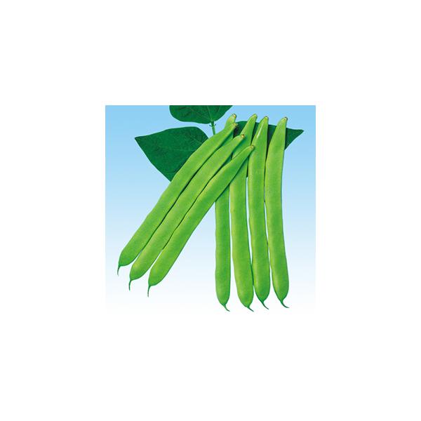 　●熊本県の一地方で栽培されていた、つるあり、平莢の選抜品種。　●生育は旺盛で、開花後15?20日で収穫となり、収穫期間が長くて多収である。　●莢は13cm内外の平莢、淡緑色で曲り少なく、スジができにくく、食味がすぐれ、市場性が高い。　●夏...