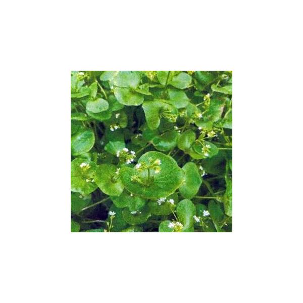 スベリヒユ科の一年草で別名ウィンターパースレイン、マイナーズレタスとも言われます。ポットや鉢、育苗トレイに種をまき、本葉4〜6枚頃に植え替えます。高さ約30cm約30〜40日で収穫可能です。【利用方法】くせのない味で花は頂生の総状花序につき...