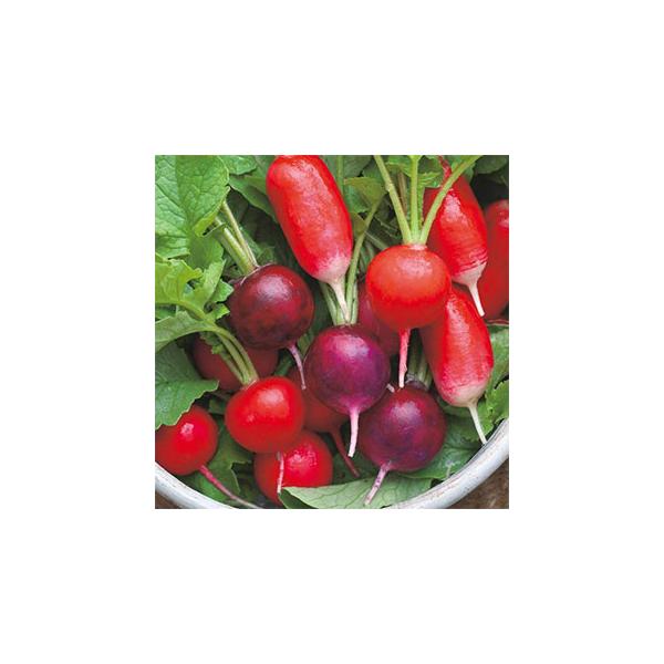 彩り豊かな二十日ダイコンの3種ミックス。揃いもよくて生育も早く、カラフルで美しい色合いを楽しめる。