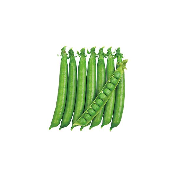 ふっくらおいしい！つるなし品種。実は濃緑色で、風味・食味が優れています。