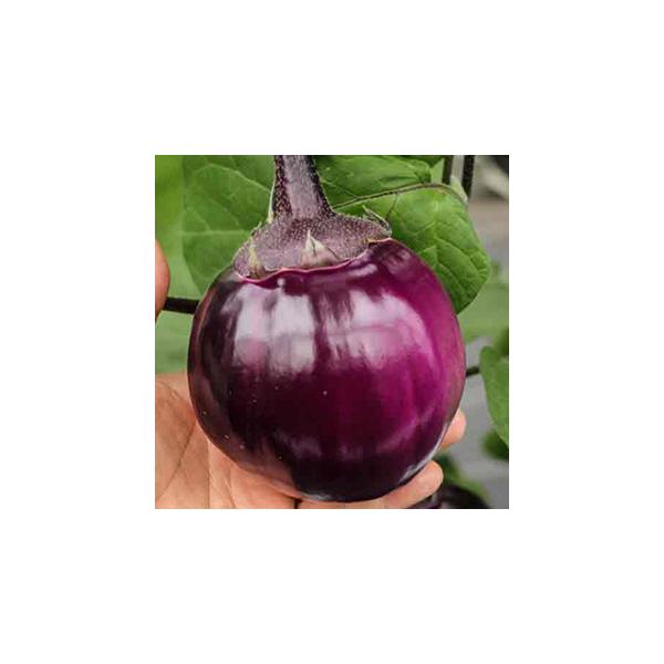 ビステッカは、イタリア語でビーフステーキ。　円筒形に切って、ステーキやバーベキューで楽しんでほしい。とろけるような肉質で、一般的なナスとは違った美味しさです。　光沢のある紫色の丸ナスで、着色むらが少なくつやつやと鮮やか。果実形状の揃いが良い...