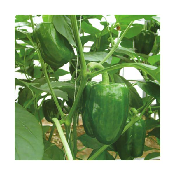 草姿強く、葉はやや幅広の大葉。節間はやや長い果実は果肉が厚いやや長めのベル型果で果重60〜80gの大果収穫に適する青臭さと苦み少なく、肉厚で多汁質な良質の食味トマトモザイクウイルス（ToMV）に抵抗性（L1）があり、半促成栽培から夏秋栽培ま...