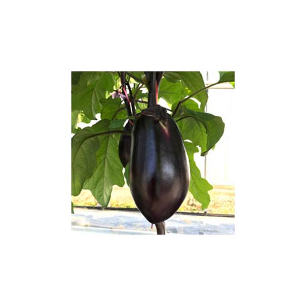 食味極上の大型丸ナス　果実は180-350gになる長目の大円型で、収穫適期が広い　草勢は極めて強く、栽培容易　草姿は立性で、茎は太く分枝は少ないため、倒伏しにくく誘引の手間が少ない　肉質は緻密で歯切れ良く、漬物やソテー、煮物など様々な料理に合う