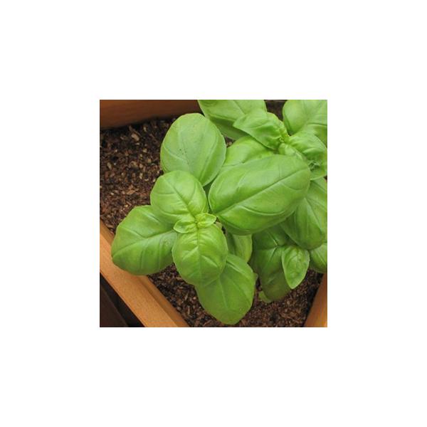 トマトソースを使ったイタリア料理に相性ぴったり。バジルの定番品種。