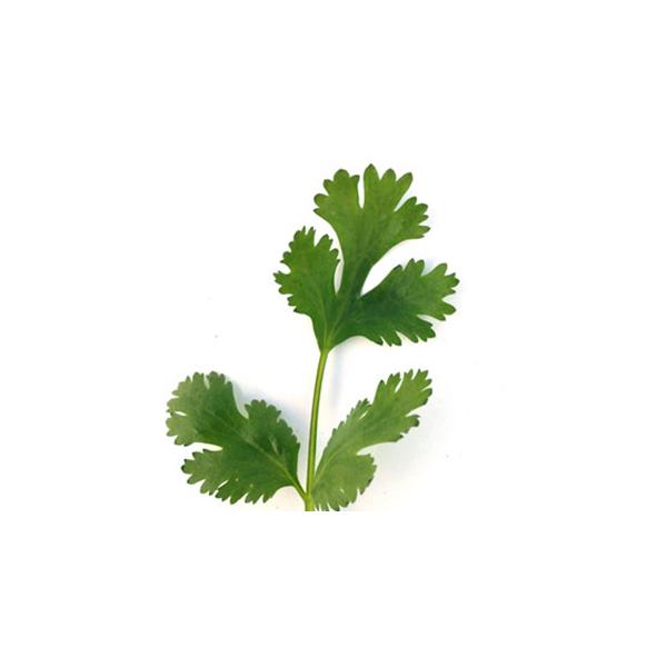 ・抽苔が遅く、耐暑性があり周年栽培可能。・一般的なコリアンダーと比べ、茎が太く、葉の形はシュンギクに似ている。・葉色は濃く、香りは中程度。サラダや添え物としてだけでなく、えぐみが少ないのでジュースなどの加工にも向く品種栽培上の注意・乾燥に弱...