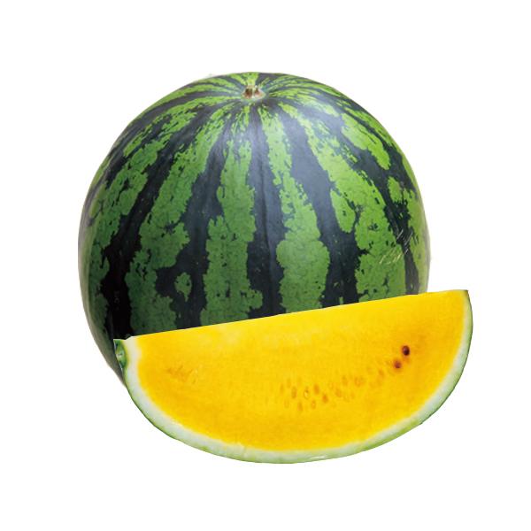 果肉が柔らかく特にタネ周りの軟化が早いという「（初代）こがね」の課題を改良し、肉質を硬く、収穫適期幅を広く、食感を改善した改良系中強程度の草勢が栽培初期から終盤まで維持しやすく、素直に生育そのため「こがね」に比べ幅広い作型での栽培が可能に変...