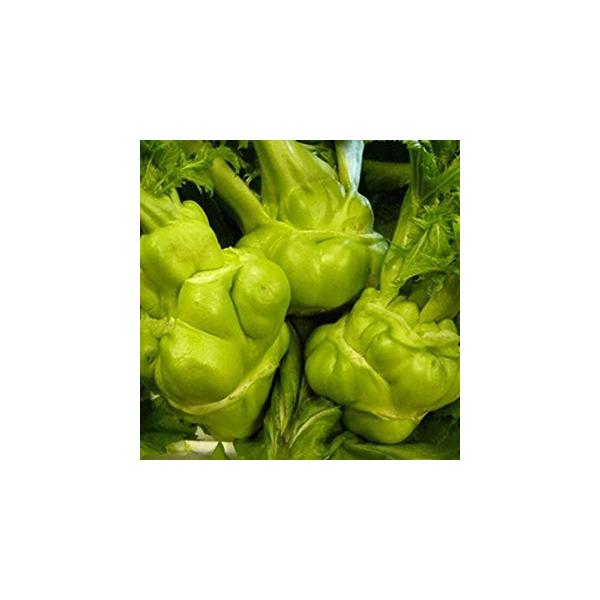 (400〜500ｇ)する。　生育適温は10〜20度で温暖な気候に適する。　草姿は立性で鮮緑色の大葉、株元の茎が肥大する。　間引き菜は炒め物や浅漬けに利用する。　適期収穫の茎の部分は漬物として利用する。