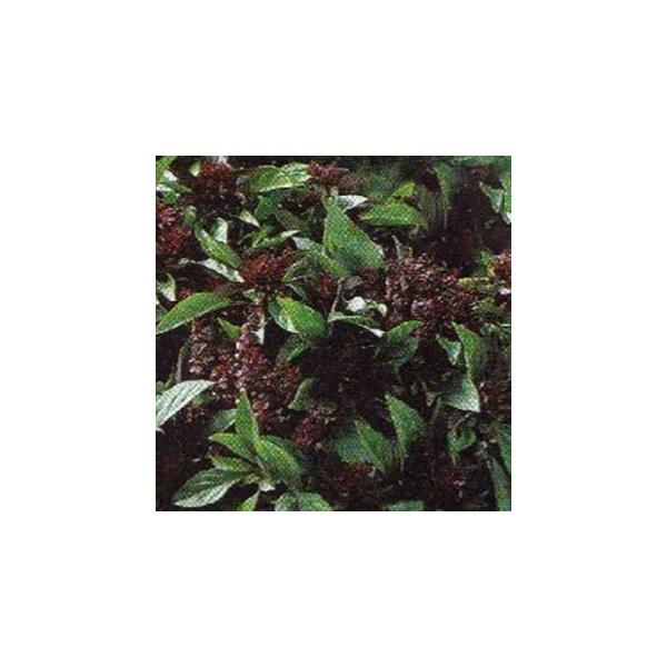 ほんのり甘い香りで、グリーンカレーや炒め物などのタイ料理やエスニック料理に最適です。【栽培方法】シソ科の１年草です。１．春、霜の危険がなくなってから種をまきます。本葉５〜６枚に育ったら約２０〜３０センチ間隔に定植します。２．日当たり、適度な...