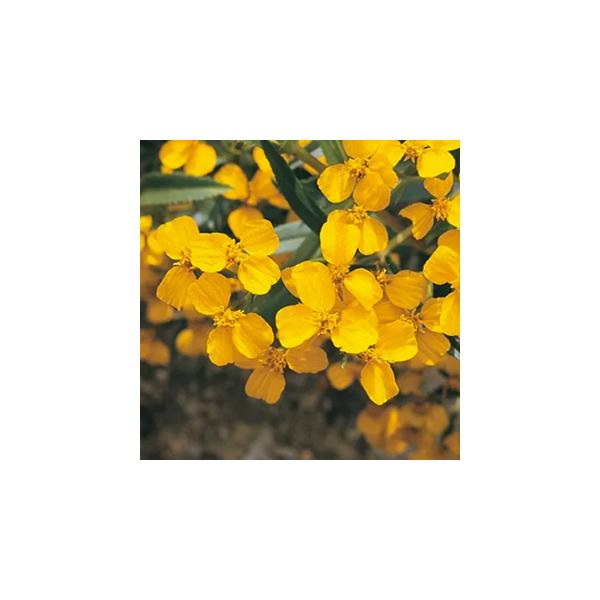 一重咲きの小さなかわいい黄色の花。エディブルフラワーで、たくさんの花を咲かせます。葉はフレンチタラゴンに似た香りでハーブとして使用できます。耐暑性があるので大変育てやすい品種です。栽培方法ポットに種を3〜4粒まき(セルトレー・直播きも可)、...