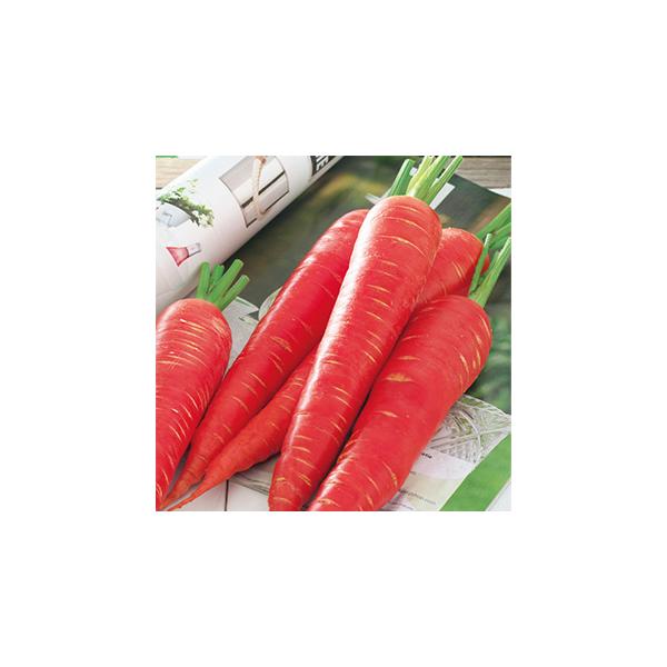 金時ニンジンのリコピンと、西洋ニンジンのカロテンを併せもつ赤色ニンジン。根長は五寸ニンジンよりやや長め。肉質は緻密で、ニンジン臭が少なく生でも甘い。栽培性にすぐれ春まき栽培も可能。幅広い用途に向く肉質 ■蒔き時期 中間地（露地）：7月下旬〜...